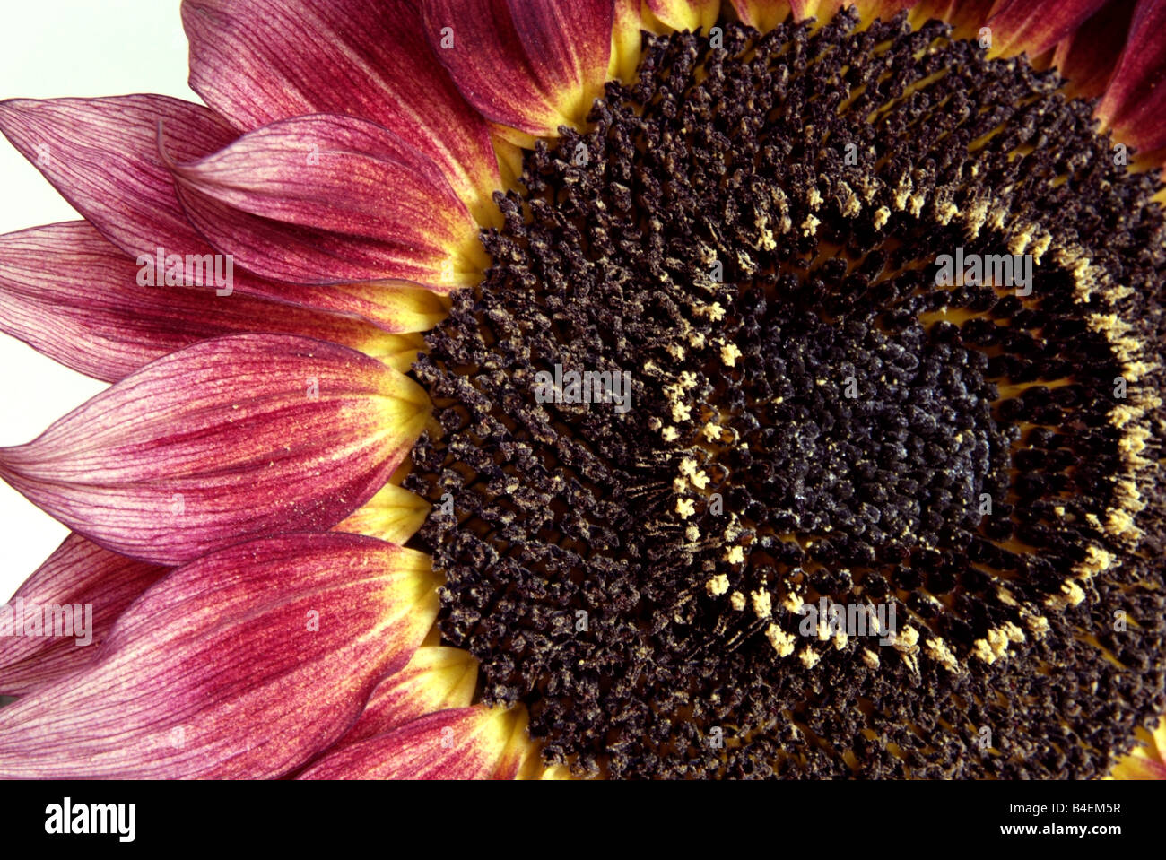 Rare sunflower hi-res stock photography and images - Alamy