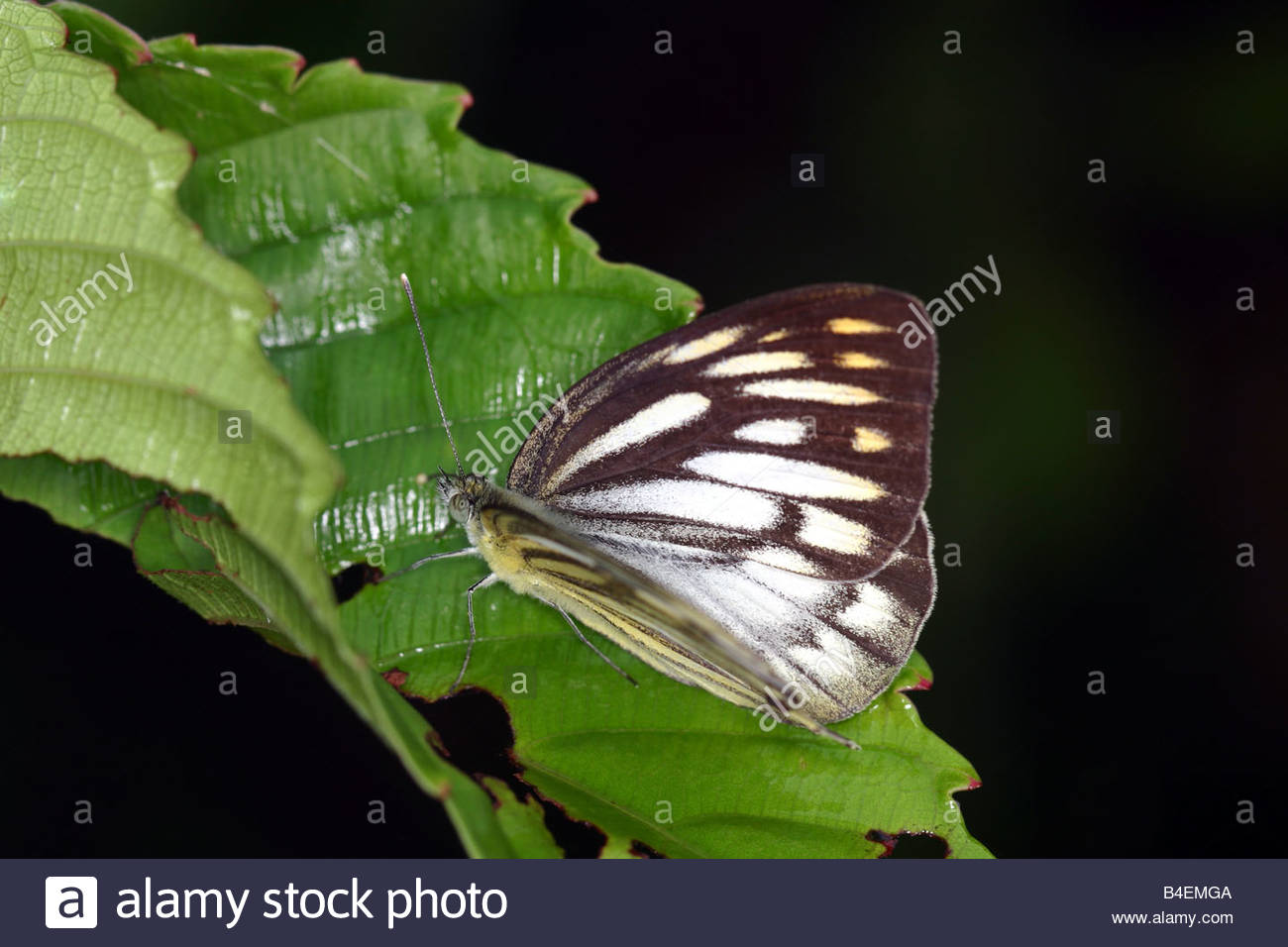 Cepora Nerissa Stock Photos & Cepora Nerissa Stock Images - Alamy