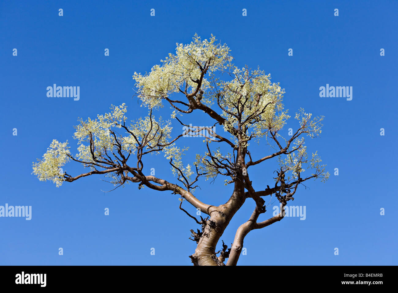 Foliage of Moringa ovalifolia tree in the Ghost Tree Forest in Etosha ...
