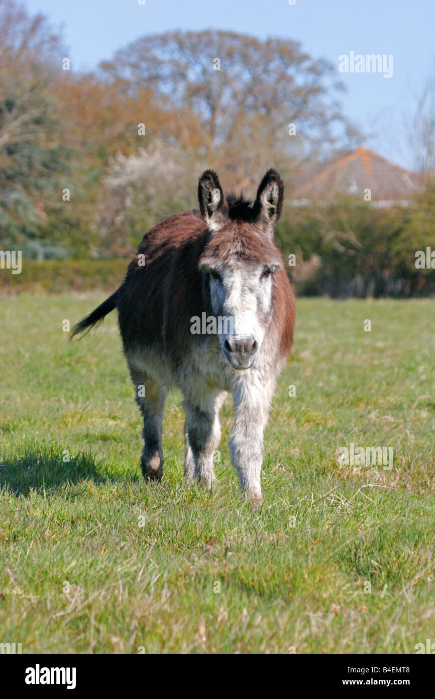 Lone donkey hi-res stock photography and images - Alamy