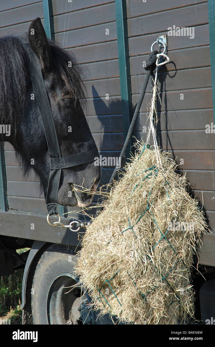Horse eating hay Stock Photo - Alamy