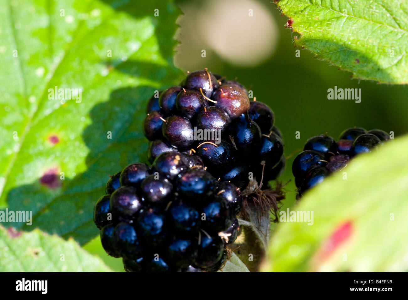Briar root hi-res stock photography and images - Alamy