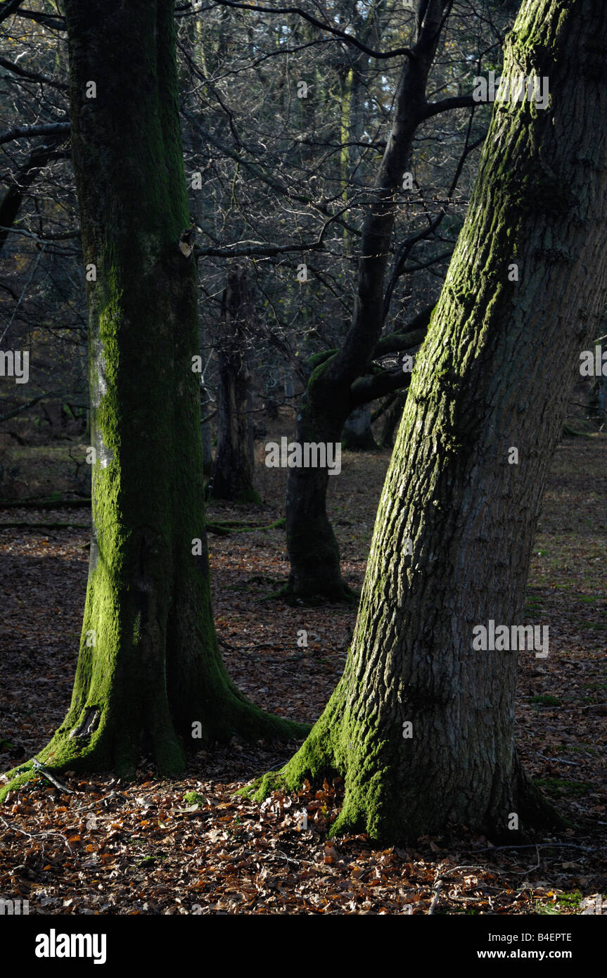 Tree trunks dappled by sunlight hi-res stock photography and images - Alamy