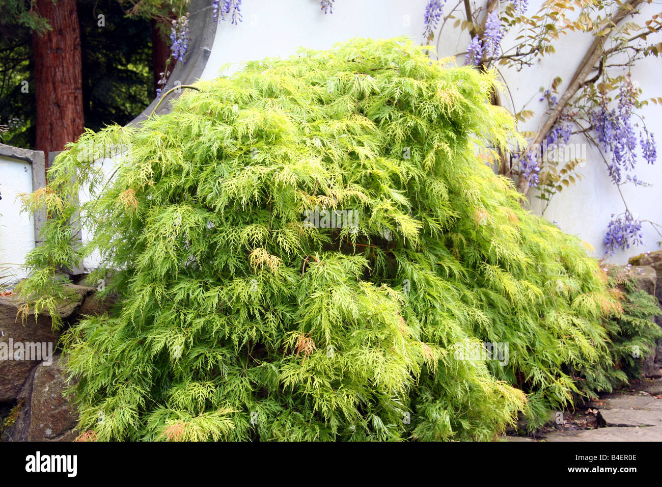 Green maple in a chinese garden Stock Photo - Alamy