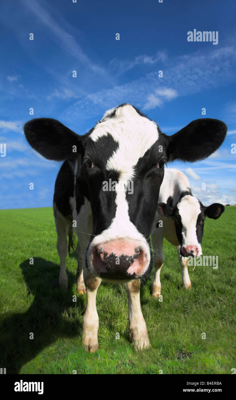 Mad cow hi-res stock photography and images - Alamy