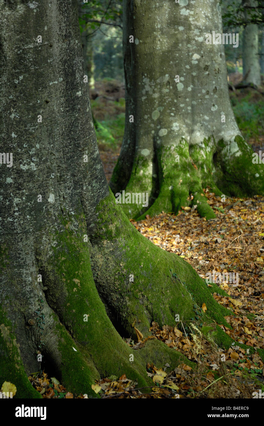 Beech tree trunks, with fallen leaves in autumn Stock Photo - Alamy