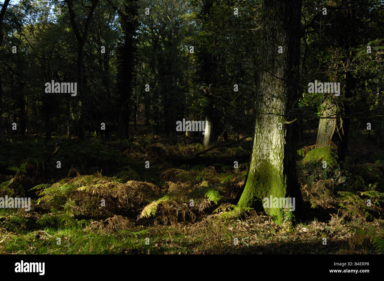Beech wood landscape in autumn Stock Photo - Alamy