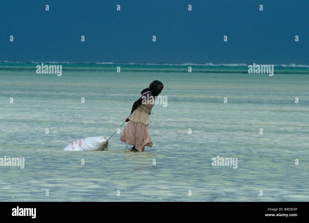 Local female fisher dragging sack through shallow water in sea ...