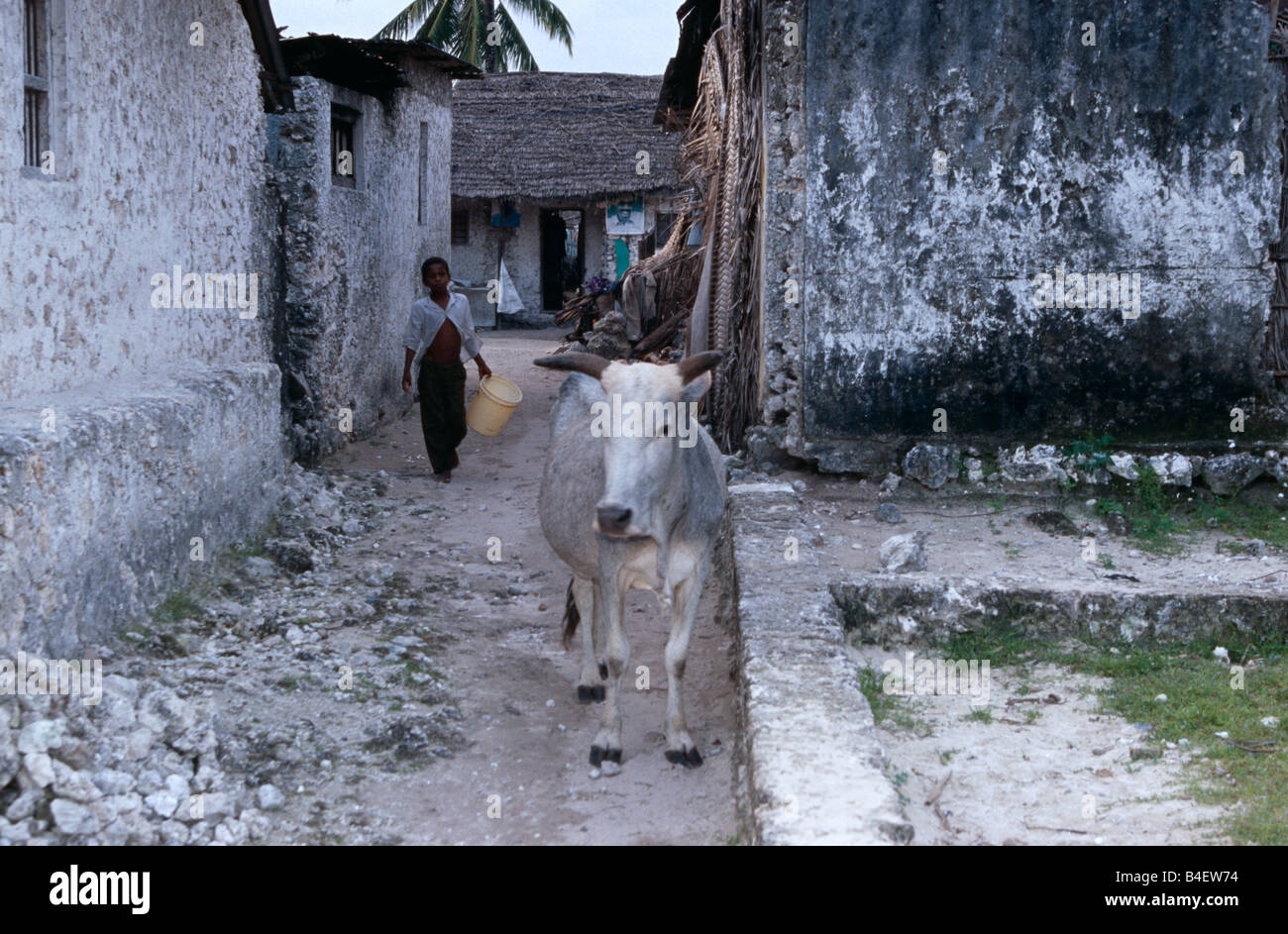 Boy and his cow walking in village alleyway. Zanzibar Stock Photo - Alamy