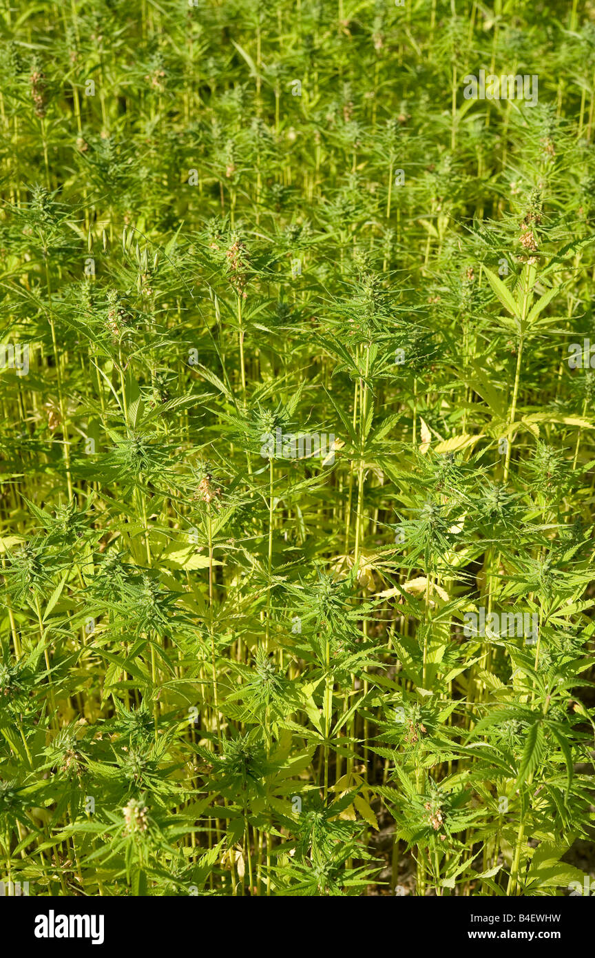 Cannabis anbau hi-res stock photography and images - Alamy