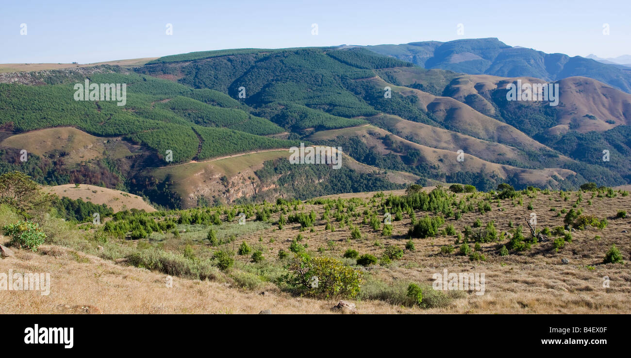 pine tree plantation Stock Photo - Alamy