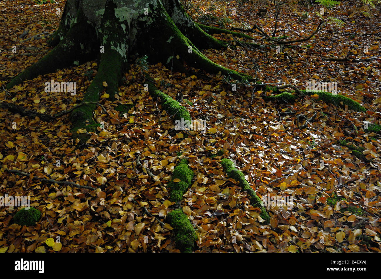 Beech tree covered in hi-res stock photography and images - Alamy