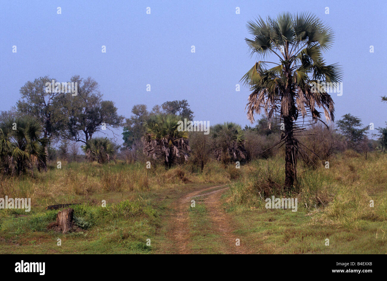 Trees in Gorongosa National Park, Mozambique Stock Photo - Alamy