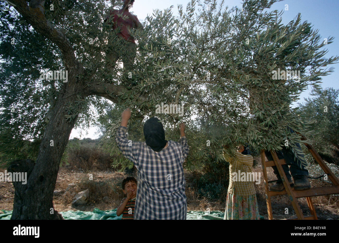 Grove orchard palestine plantation hi-res stock photography and images ...