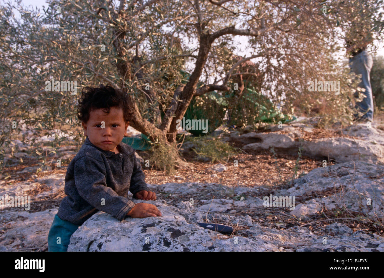 Young Palestinian boy at olive grove, Palestine Stock Photo - Alamy