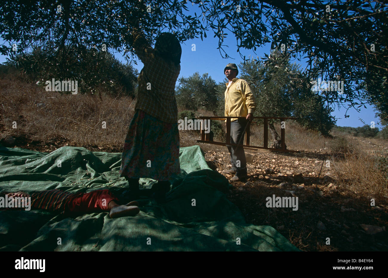 Palestinians working at an olive grove in Palestine Stock Photo - Alamy