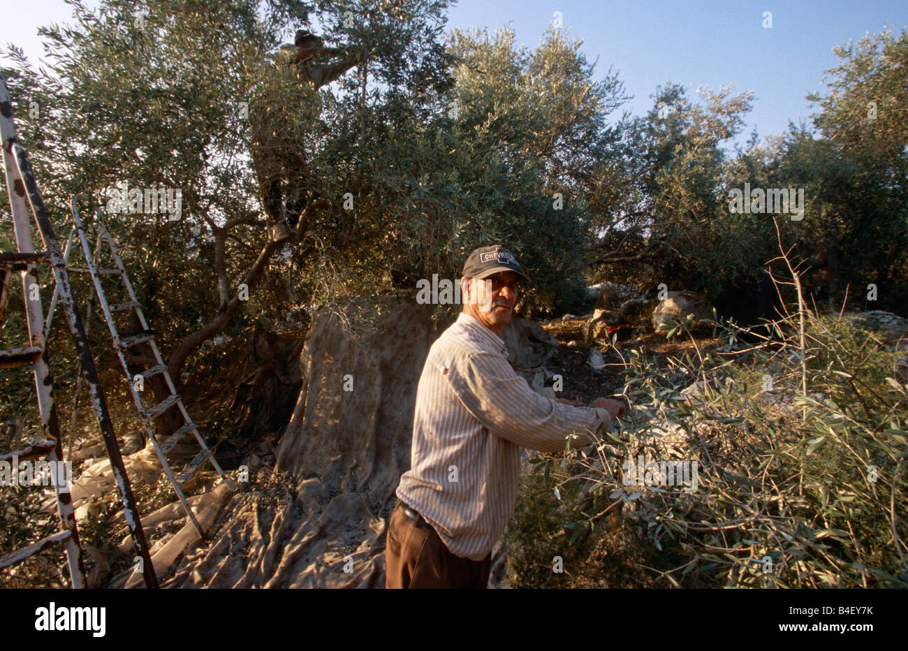 Grove orchard palestine plantation hi-res stock photography and images ...