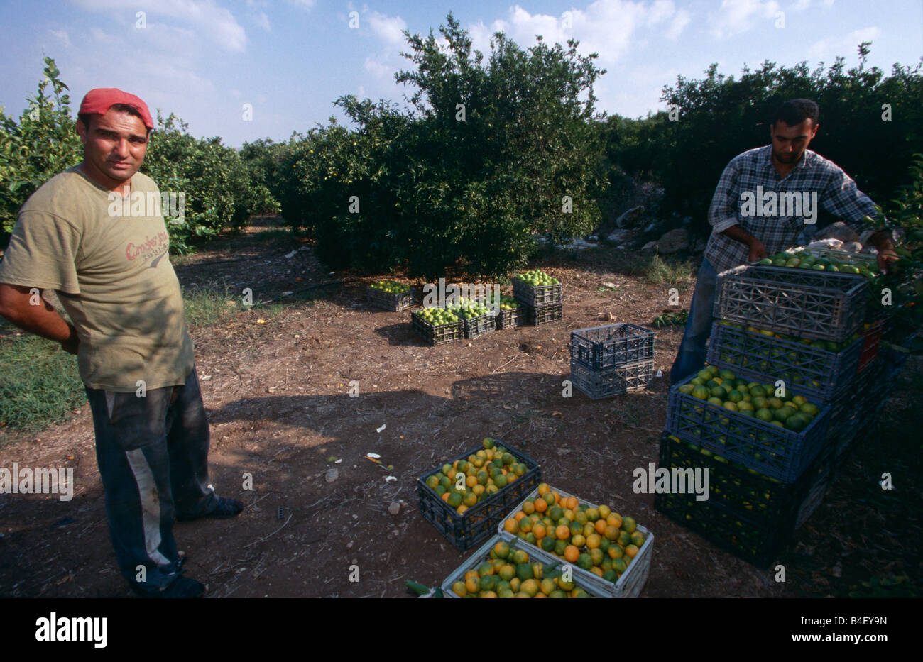 Men working at an orange grove in Palestine Stock Photo - Alamy