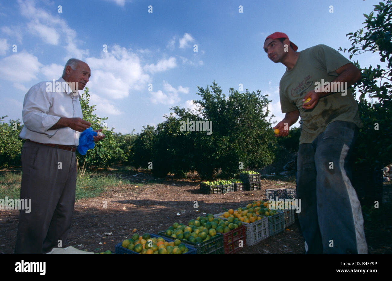 Adult orange grove hi-res stock photography and images - Alamy
