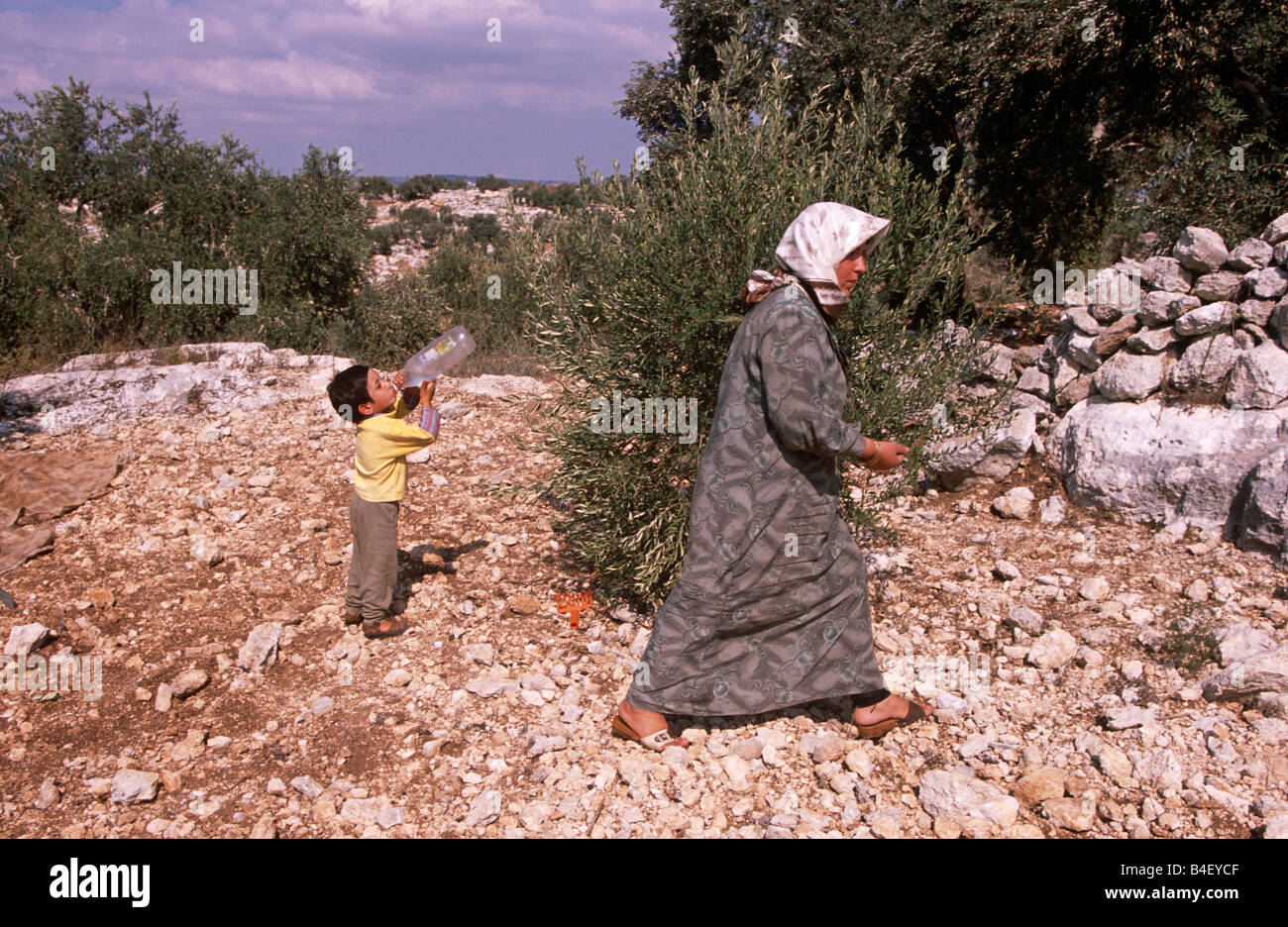 Palestinians at an olive grove in Palestine Stock Photo - Alamy