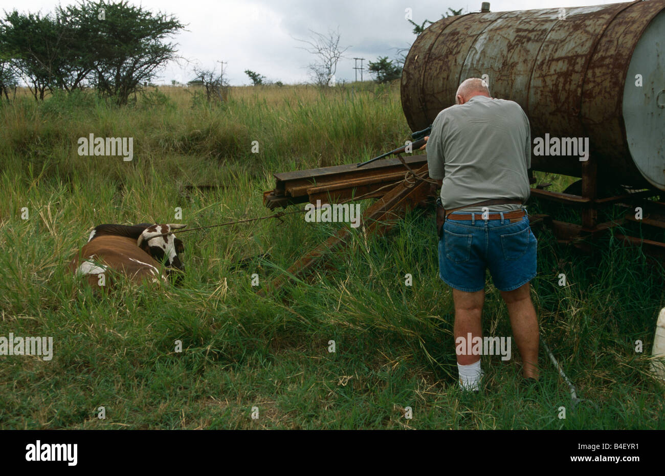 Man shooting a cow in rural South Africa Stock Photo - Alamy