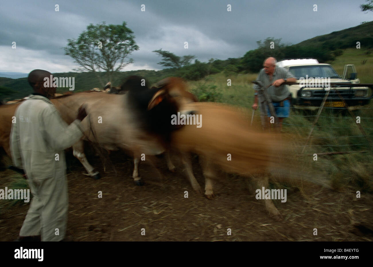 Farm animals in rural South Africa Stock Photo - Alamy