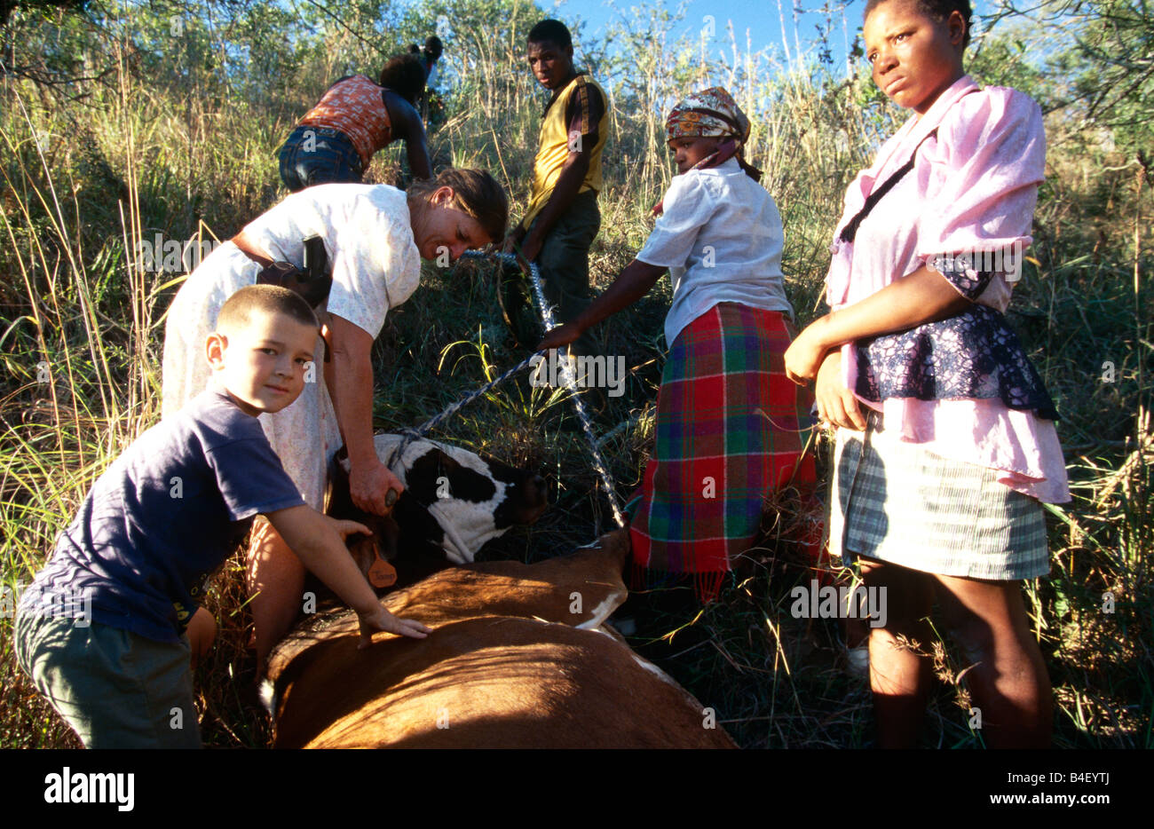 Moving a dead cow in rural South Africa Stock Photo - Alamy