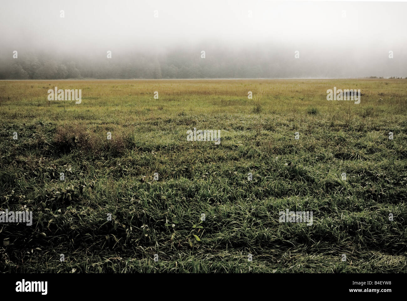 Field with Fog Stock Photo - Alamy