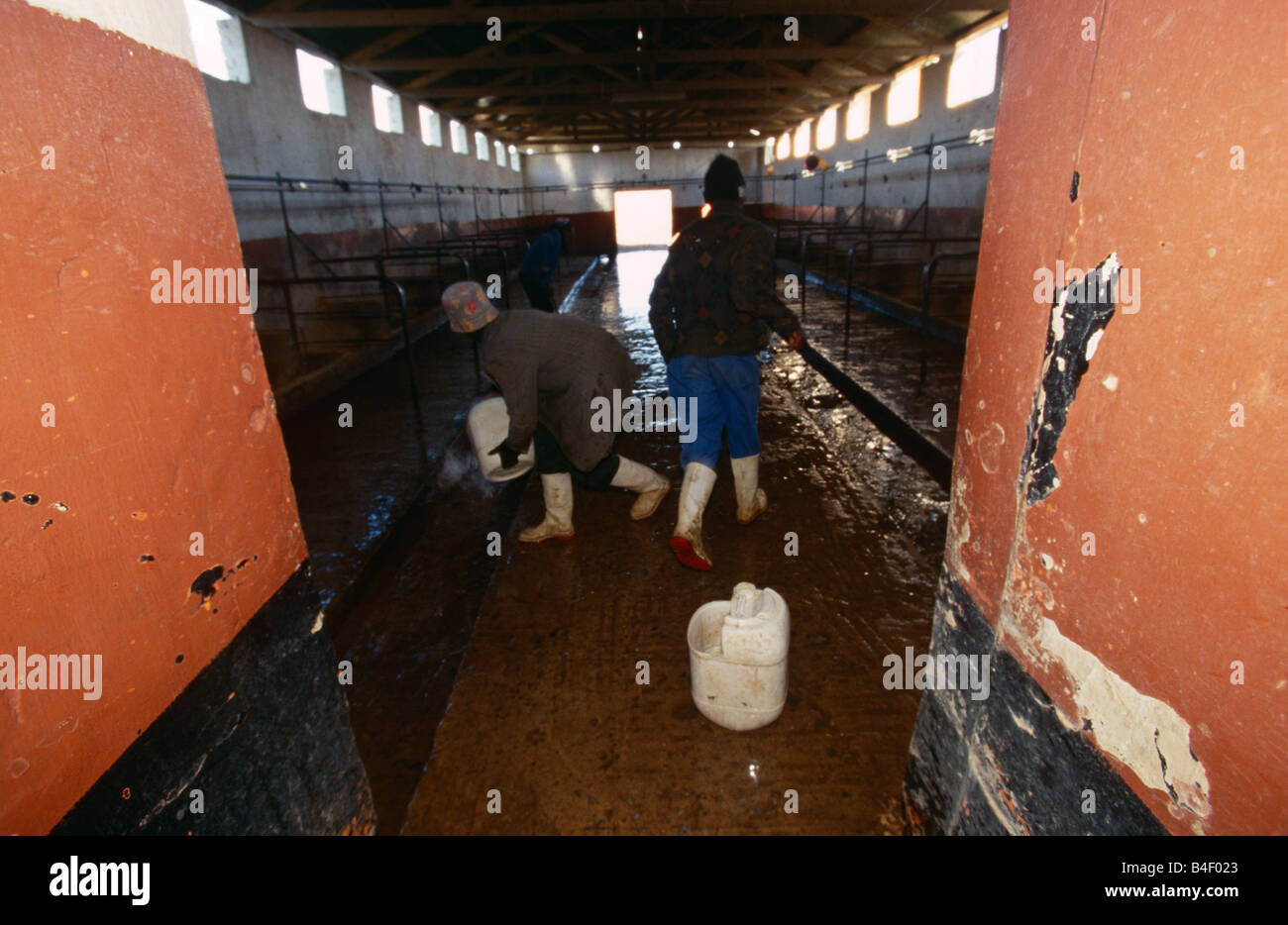 Workers washing barn, South Africa Stock Photo - Alamy