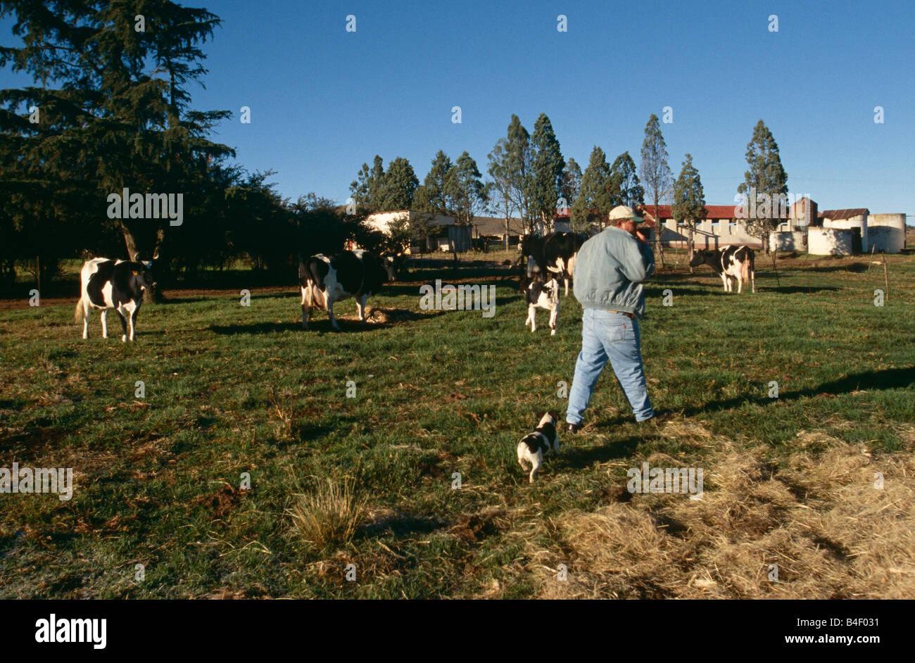 Farmer and pet dog in cattle farm, South Africa Stock Photo - Alamy