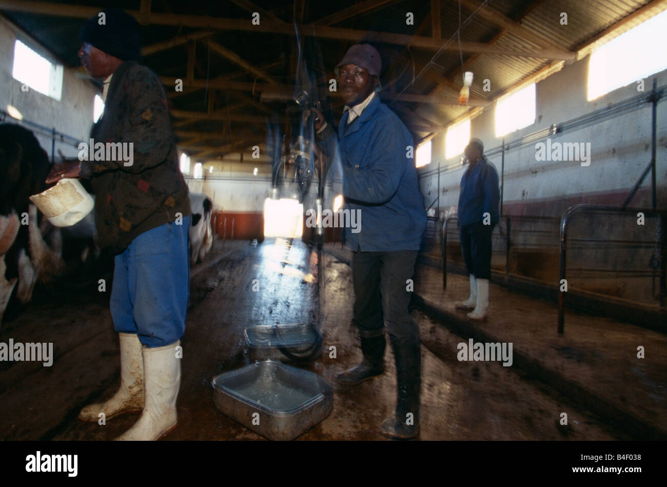 Workers at a cow barn in South Africa Stock Photo - Alamy