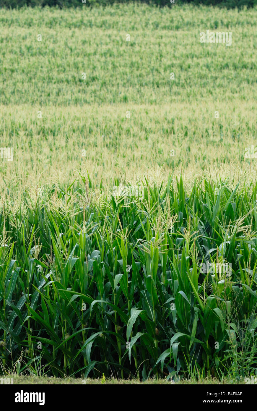 Field of summer corn Stock Photo - Alamy