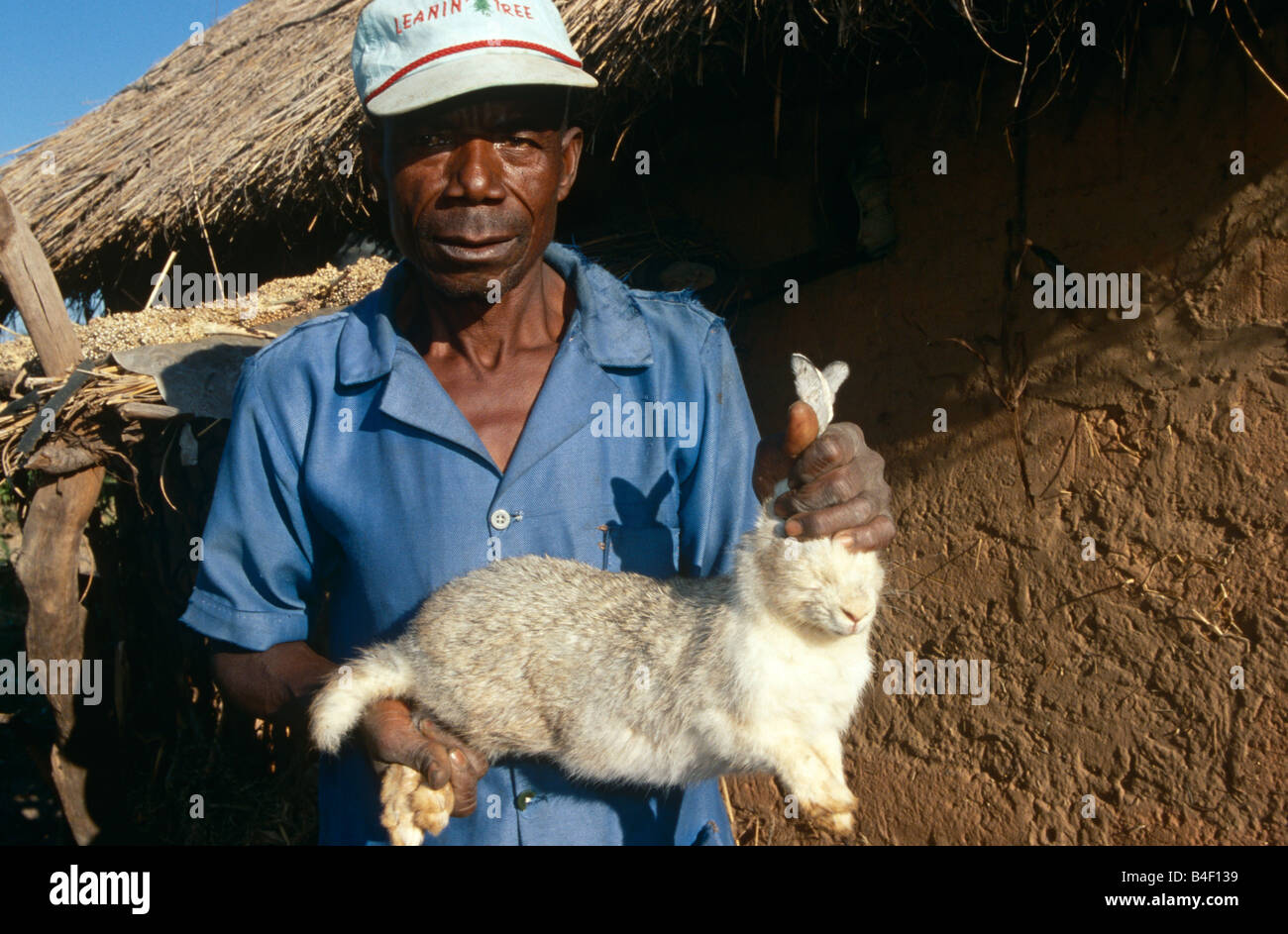 Male rabbit farmer holding rabbit outside mud hut, portrait, Angola ...