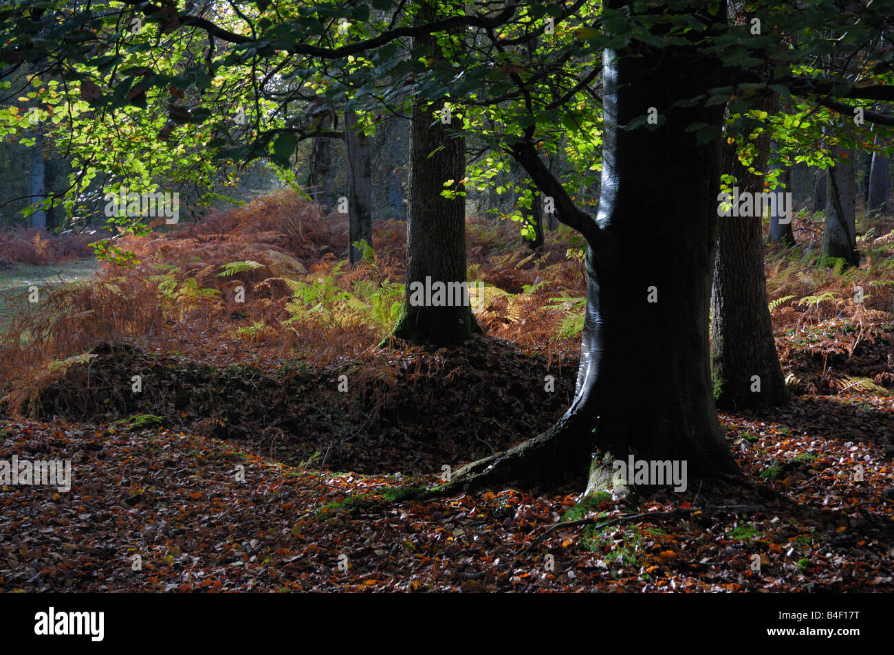 Beech wood landscape in autumn Stock Photo - Alamy