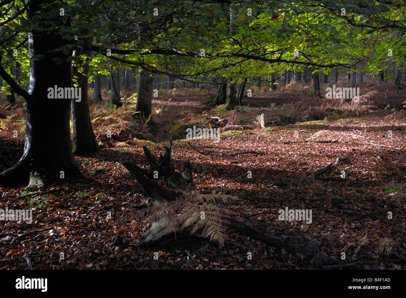 Beech wood landscape in autumn Stock Photo - Alamy