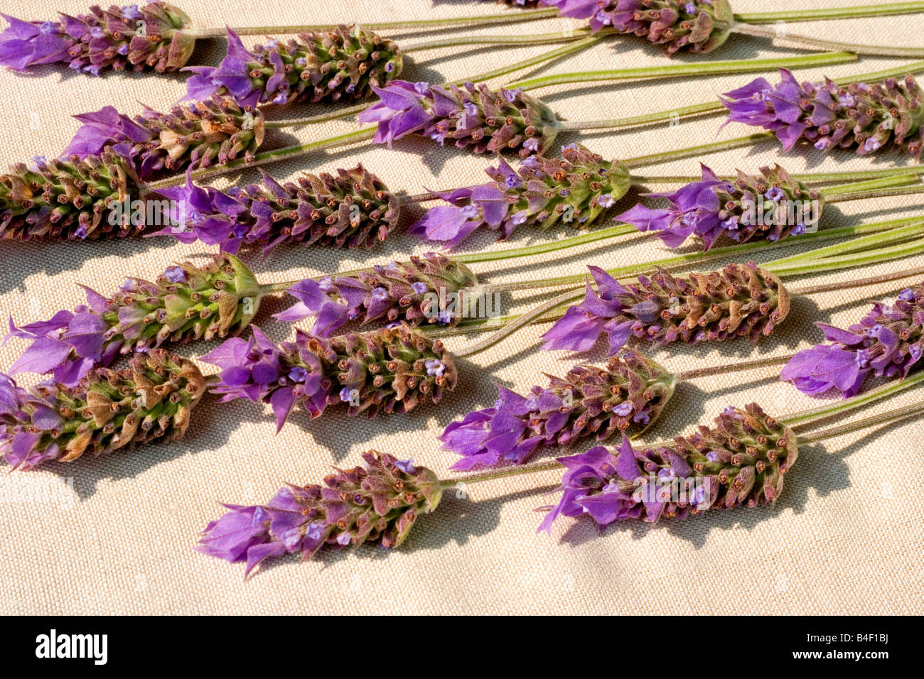 Lavender sprigs on white background Stock Photo - Alamy
