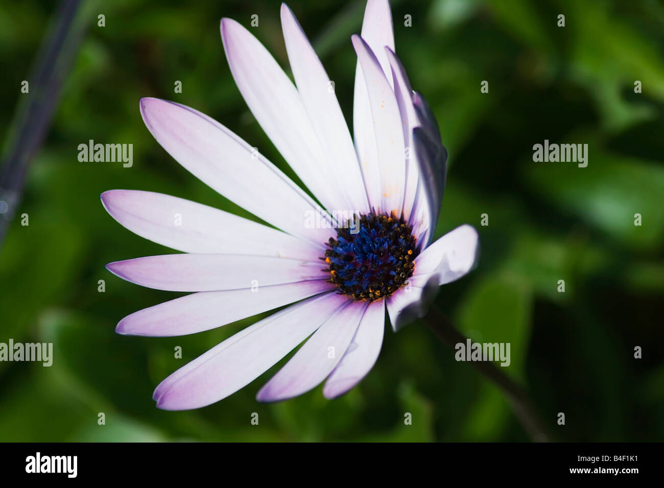 Naturalism hi-res stock photography and images - Alamy