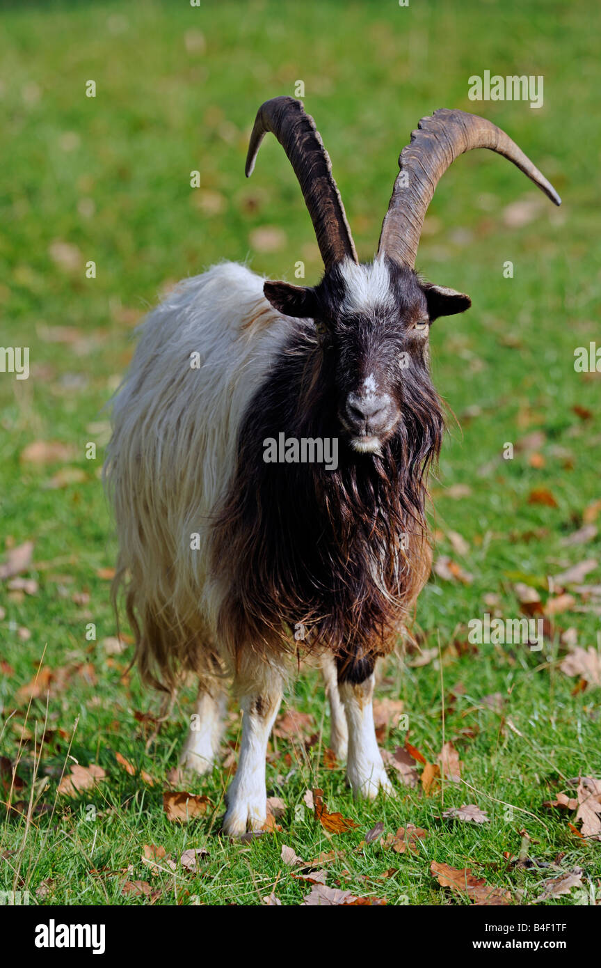 Bagot goat. Levens Park, Cumbria, England, United Kingdom, Europe Stock ...