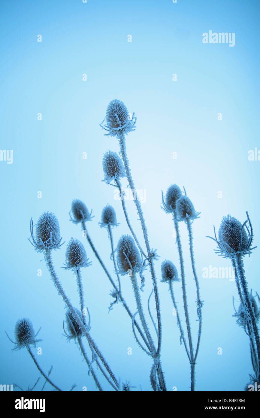 Frosty teasels hi-res stock photography and images - Alamy