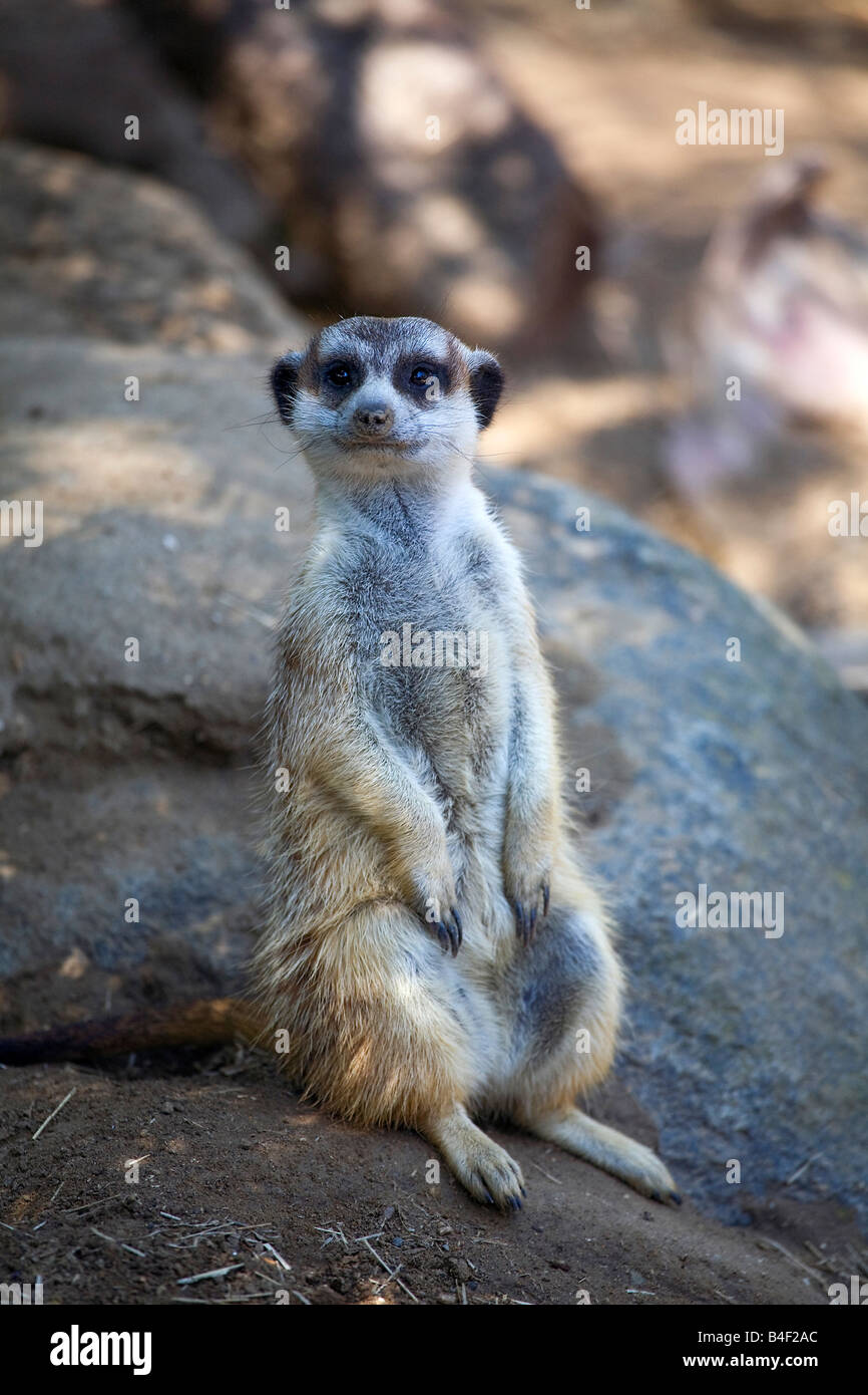 1 suricate hi-res stock photography and images - Alamy