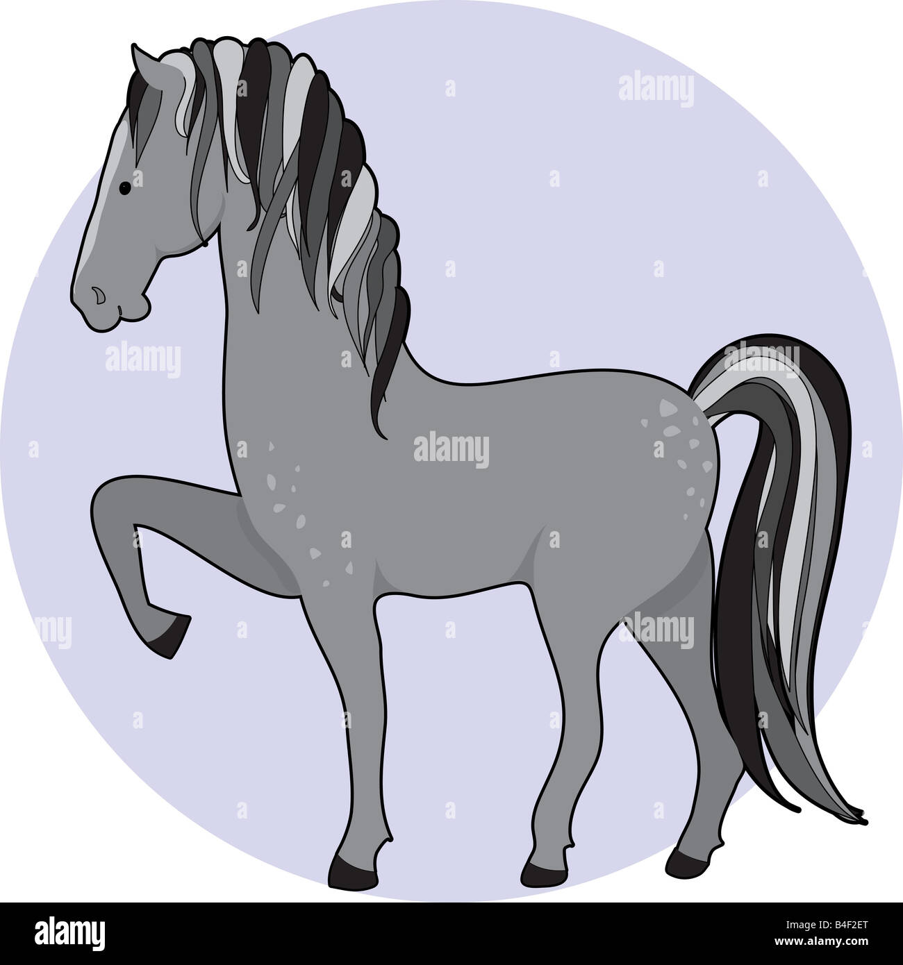 A dapple gray horse standing with one front leg up Stock Photo - Alamy