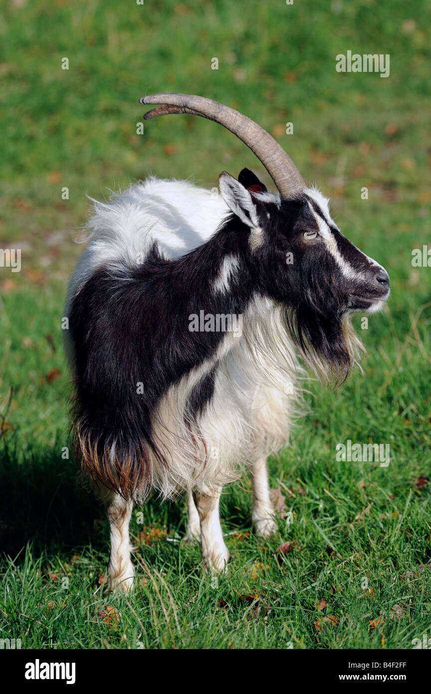 Bagot goat hi-res stock photography and images - Alamy