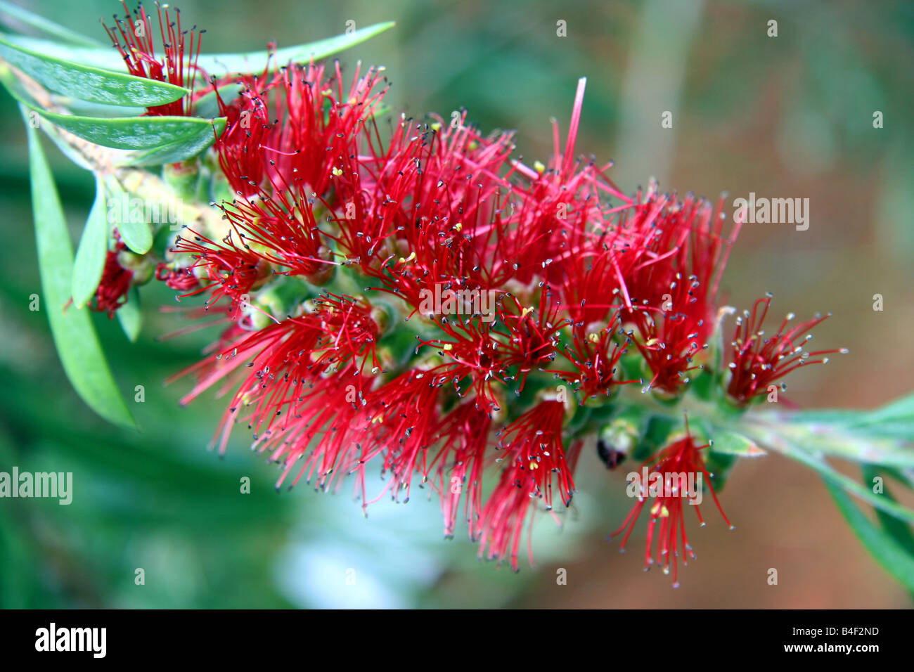Bottlebrush Close-up - Callistemon Stock Photo - Alamy