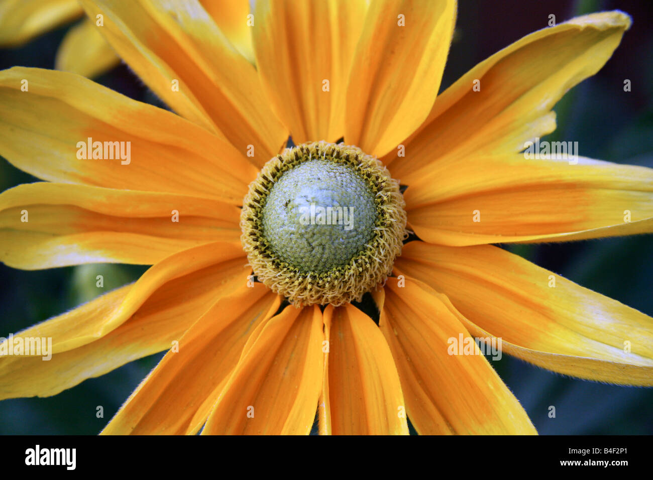 Rudbeckia Prairie Sun Stock Photo - Alamy