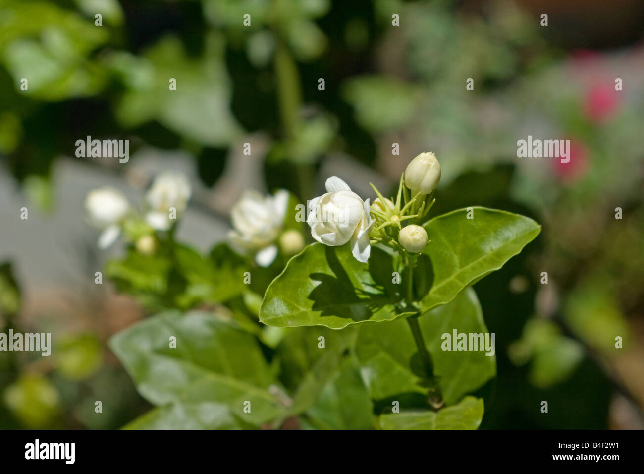 Arabian jasmine plant Stock Photo - Alamy Arabian jasmine plant Stock Photo - Alamy