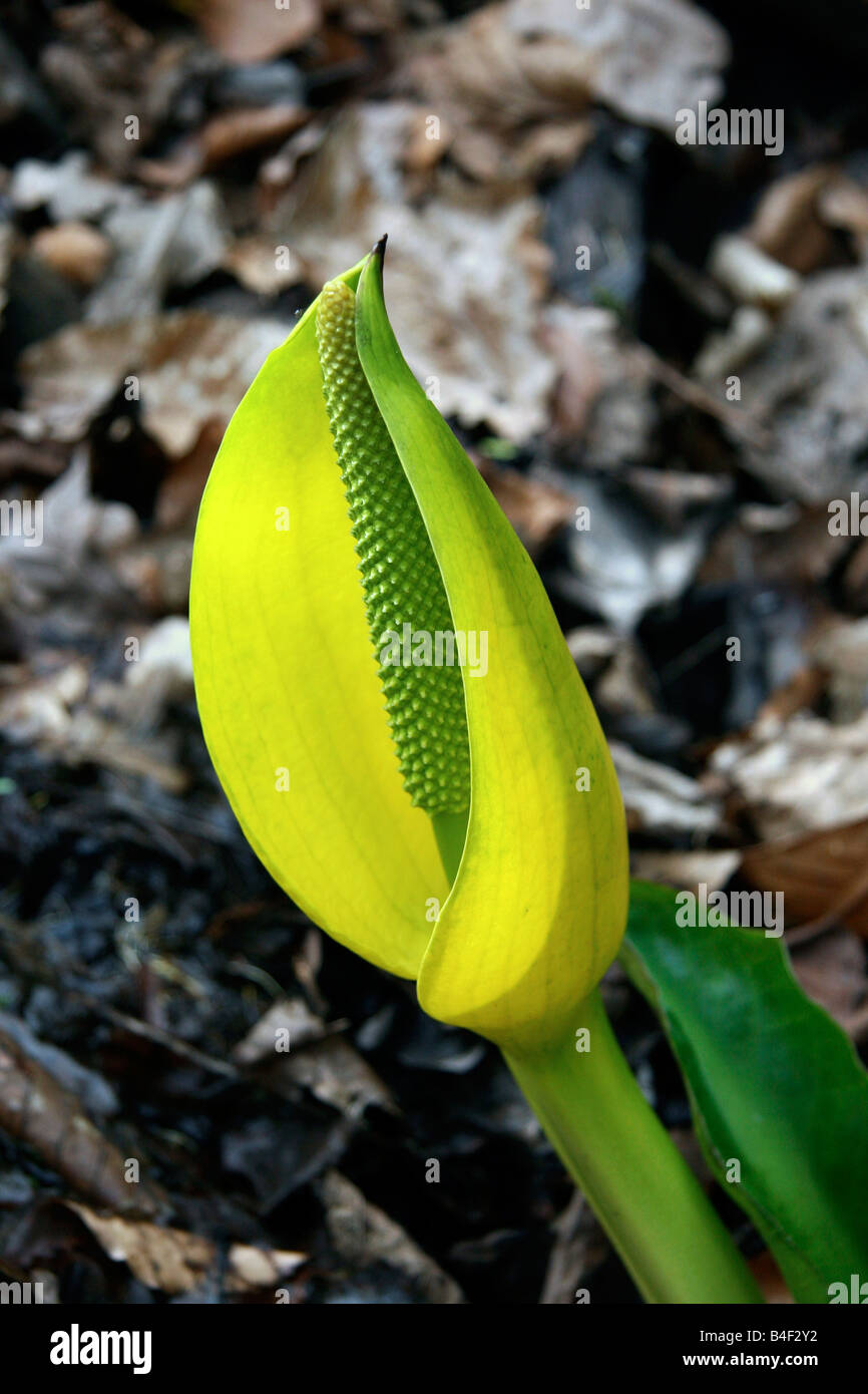 Yellow skunk cabbage (Lysichiton americanus Stock Photo - Alamy