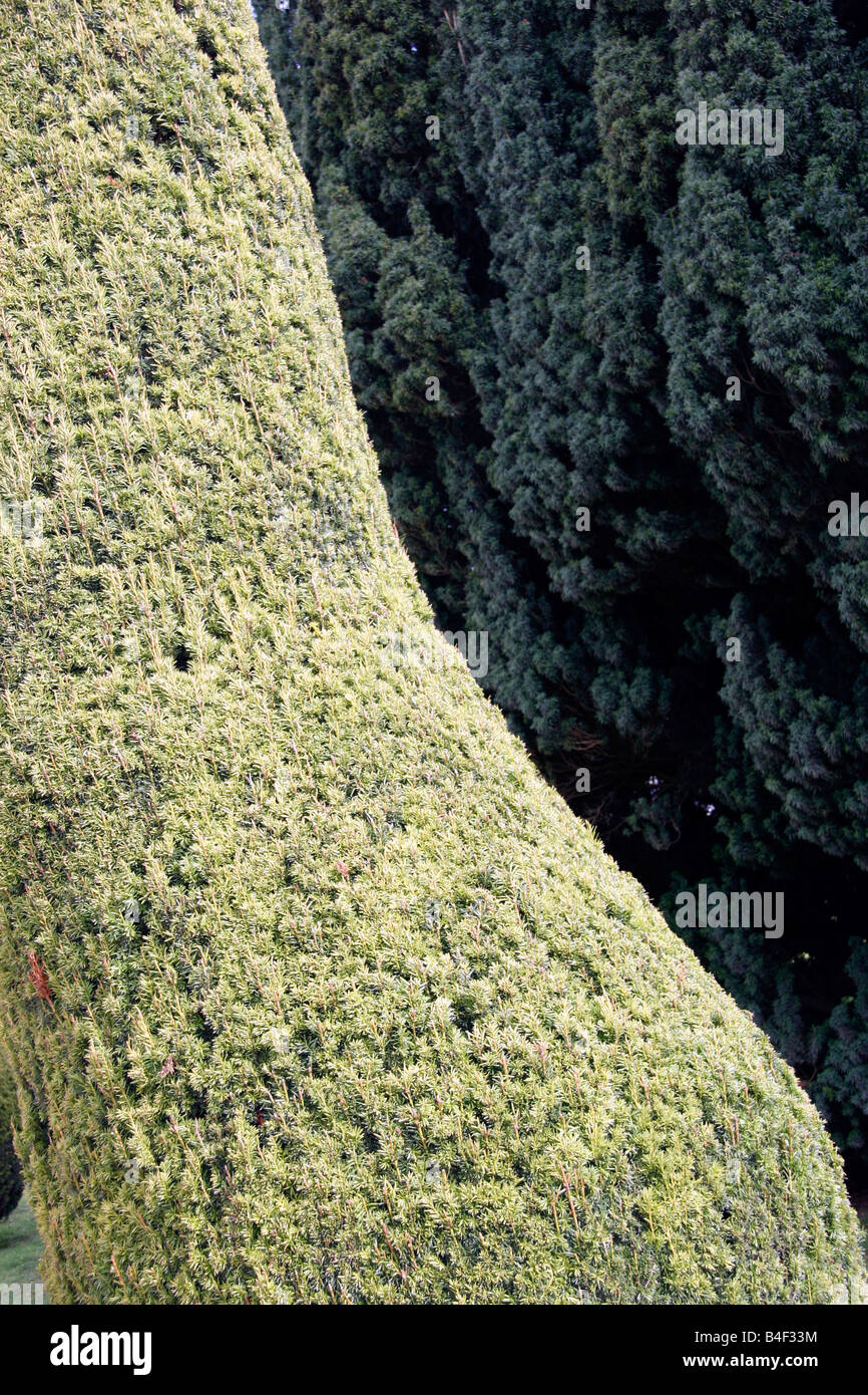 Yew topiary taxus baccata hi-res stock photography and images - Alamy