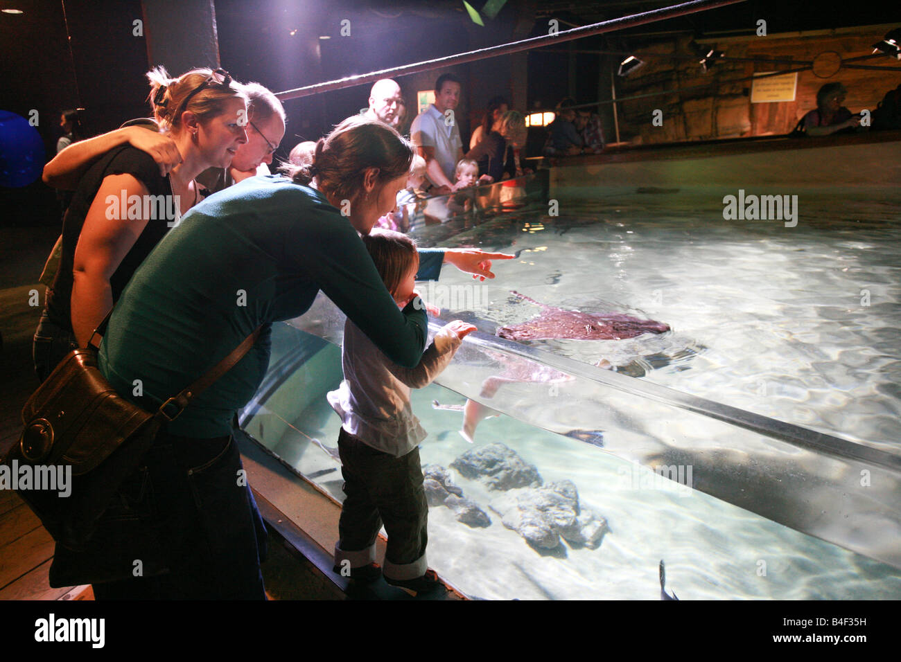 Tourists watch giant rays in glass fish tank at London Aquarium a ...