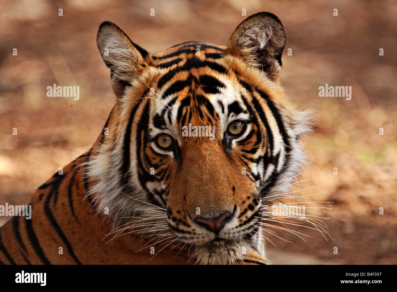 Bengal tiger head shot ranthambhore hi-res stock photography and images ...