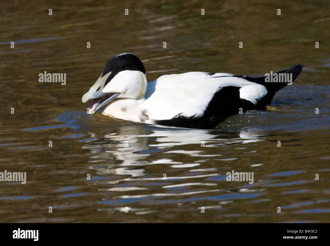 Male common eider hi-res stock photography and images - Alamy